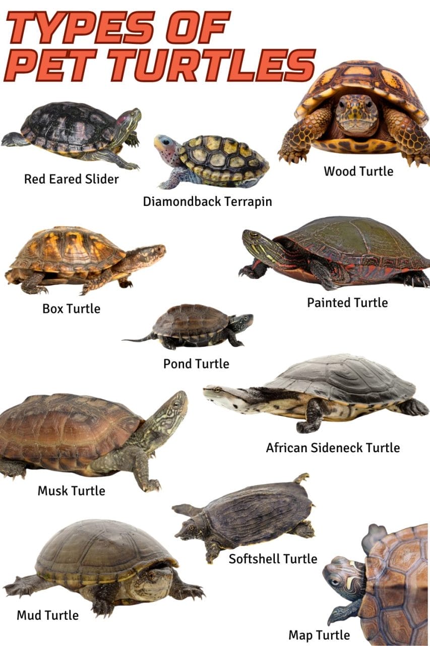 17 Types of Pet Turtles: Best Turtles to Have as Pets – The Turtle Hub