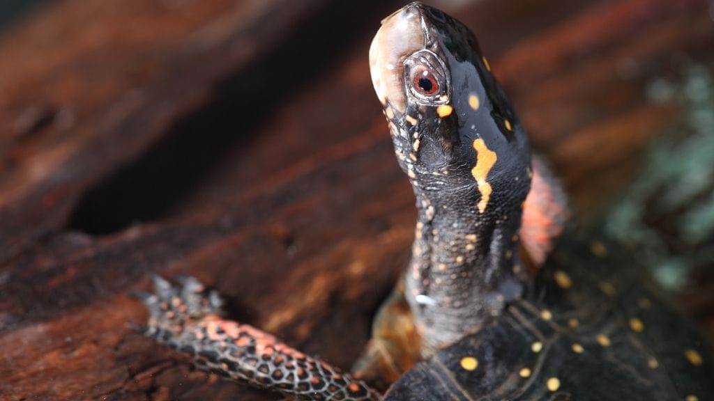 200+ List Of Native Turtles Throughout USA [By State] – The Turtle Hub