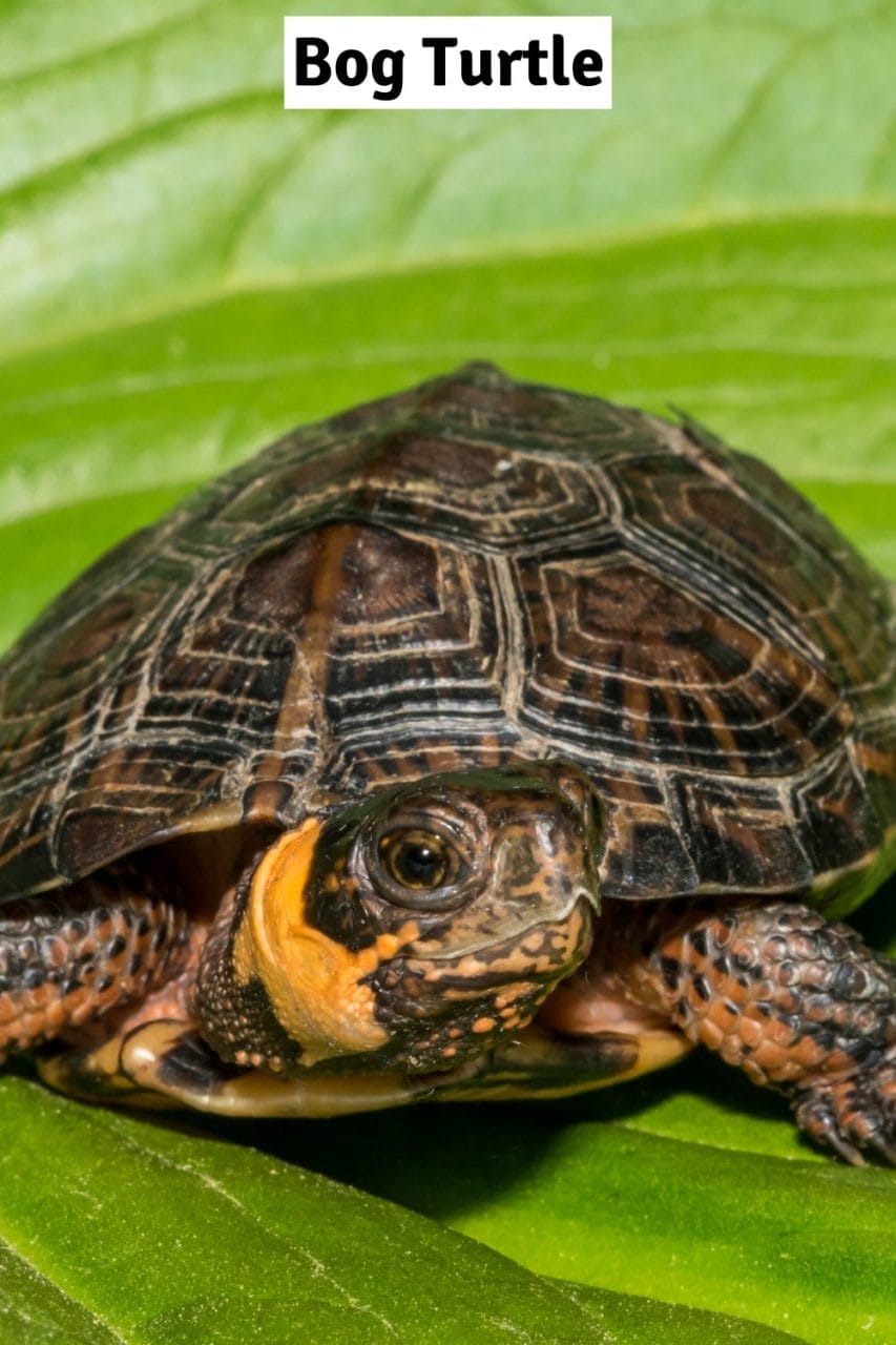 8 small pet turtles that can fit inside your pocket! – The Turtle Hub