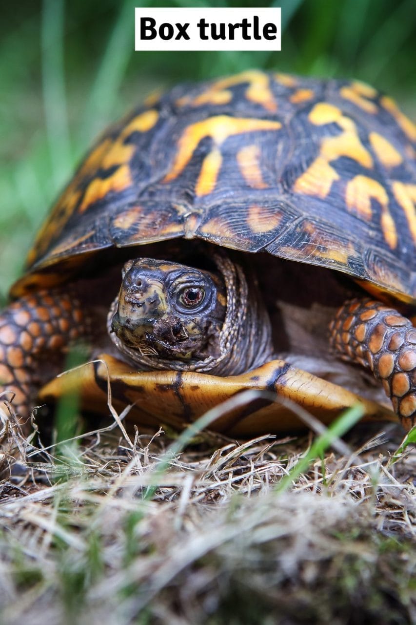 8 small pet turtles that can fit inside your pocket! – The Turtle Hub