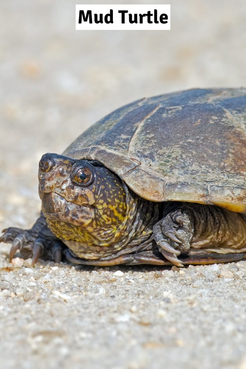 8 small pet turtles that can fit inside your pocket! – The Turtle Hub