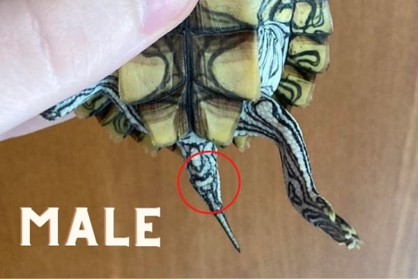 The Ultimate Guide To Determining A Turtles Gender For Beginners The Turtle Hub
