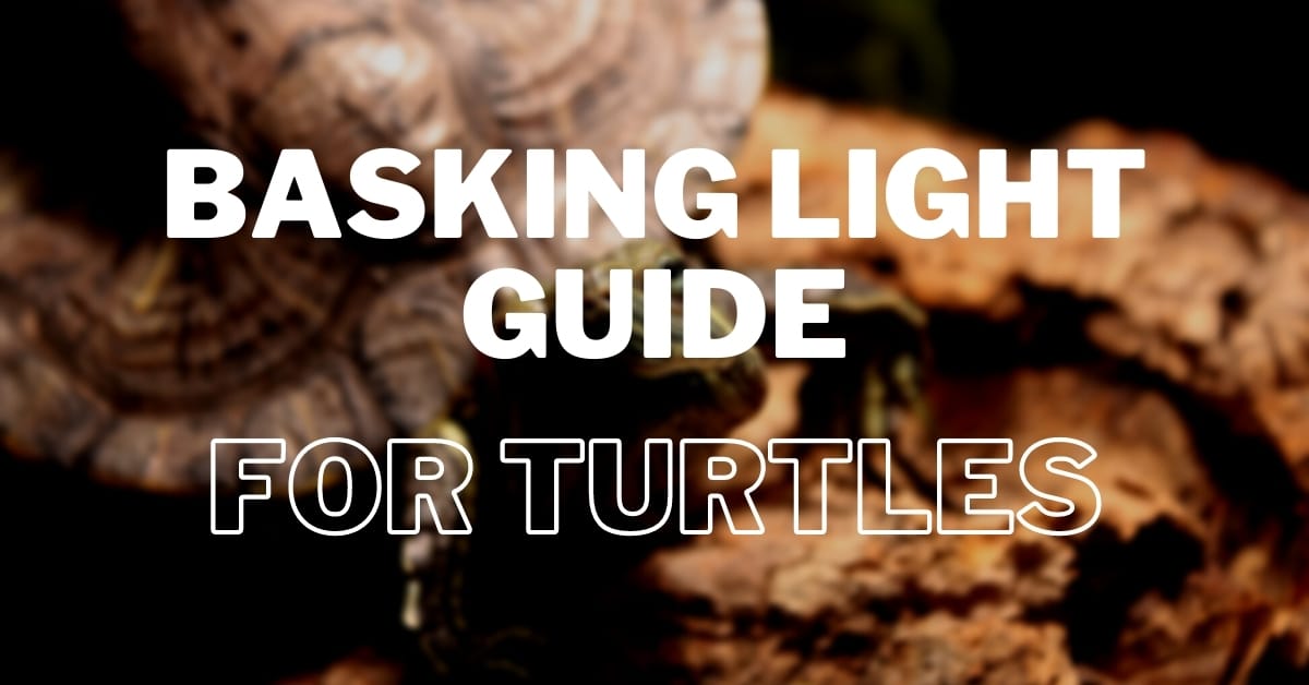 Turtle Basking Light Guide for Absolute Beginners – The Turtle Hub