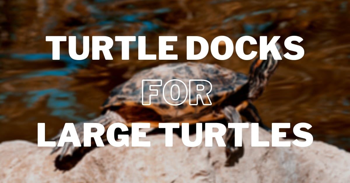 best turtle docks for large turtles – The Turtle Hub