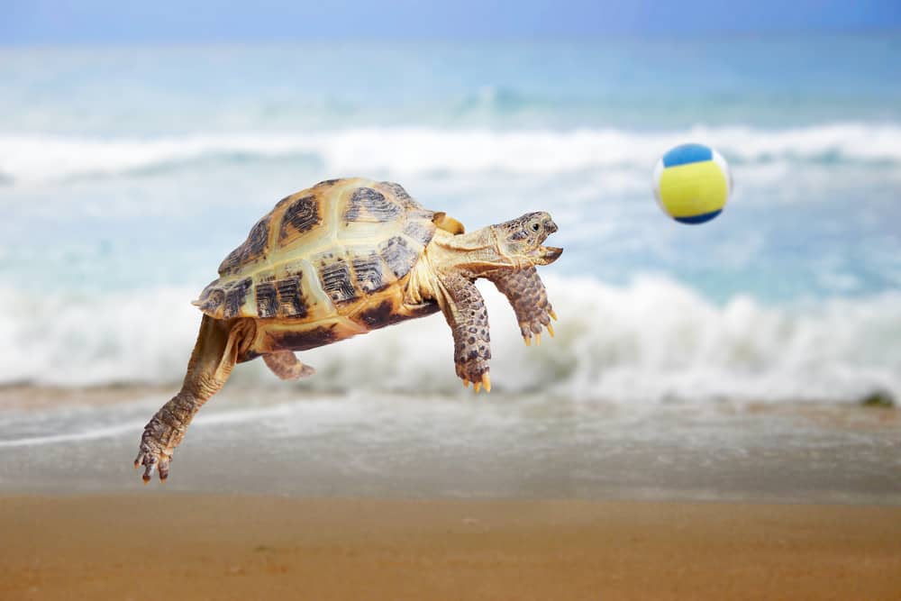 What Do Turtles Like To Play With? [4 Fun Activities] – The Turtle Hub