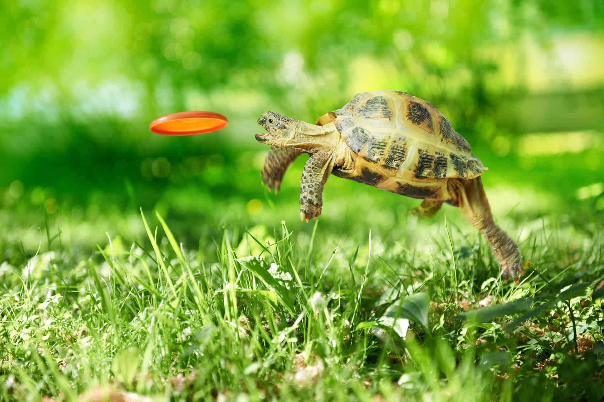 What Do Turtles Like To Play With? [4 Fun Activities] – The Turtle Hub