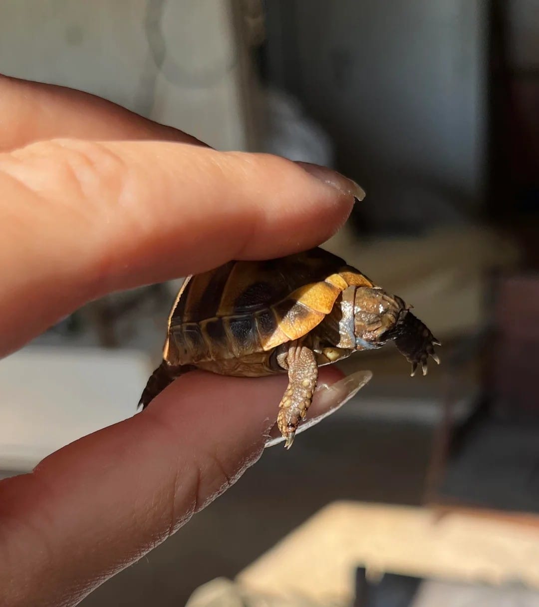How to Treat Respiratory Infection in Turtles at Home? – The Turtle Hub
