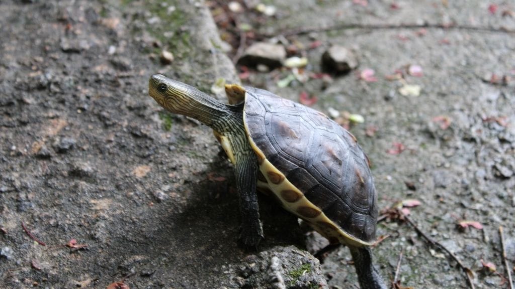 10 Creative Enrichment Ideas for Your Pet Turtle: Keeping Them Active ...