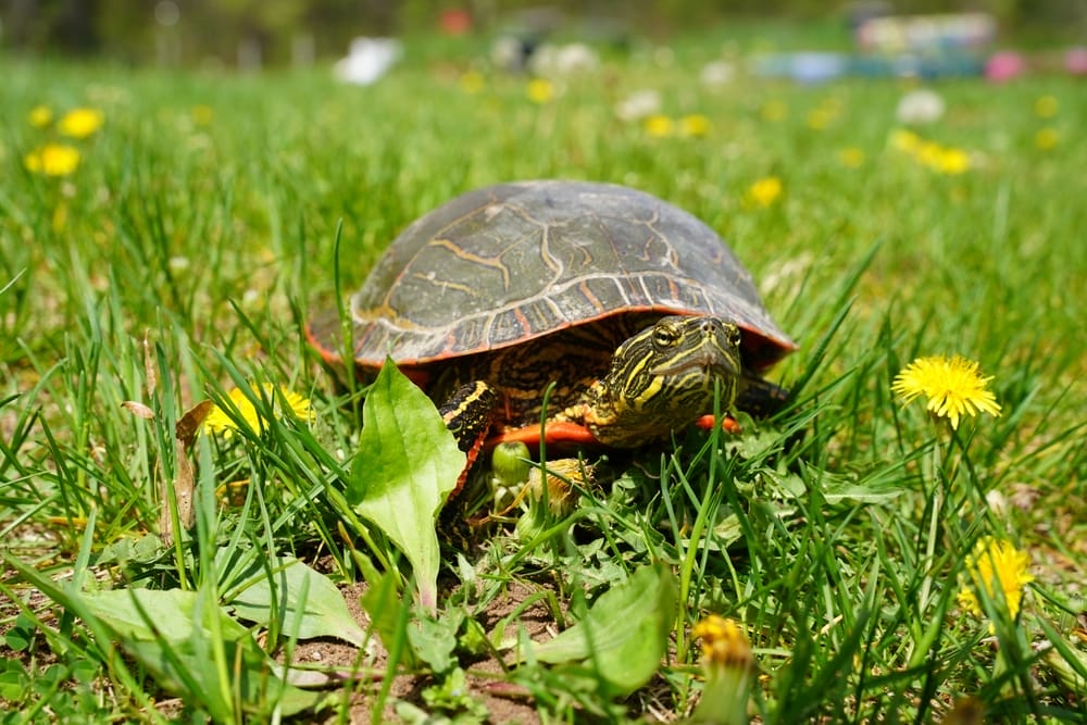 Are You Feeding Your Painted Turtle Right? Tips Every Owner Should Know ...