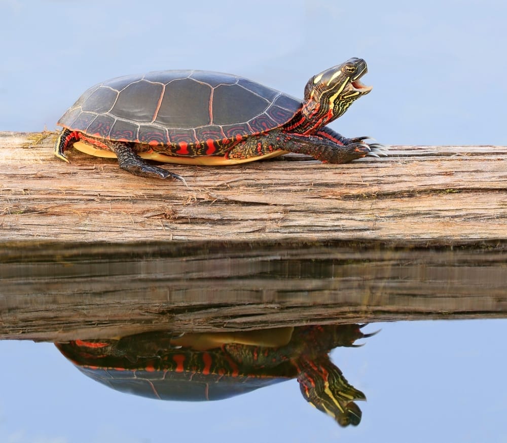 Are You Feeding Your Painted Turtle Right? Tips Every Owner Should Know ...