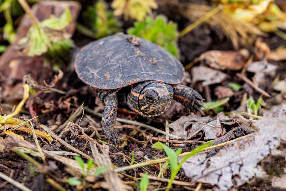 The Turtle Hub – A Trusted Site For Turtle Lovers