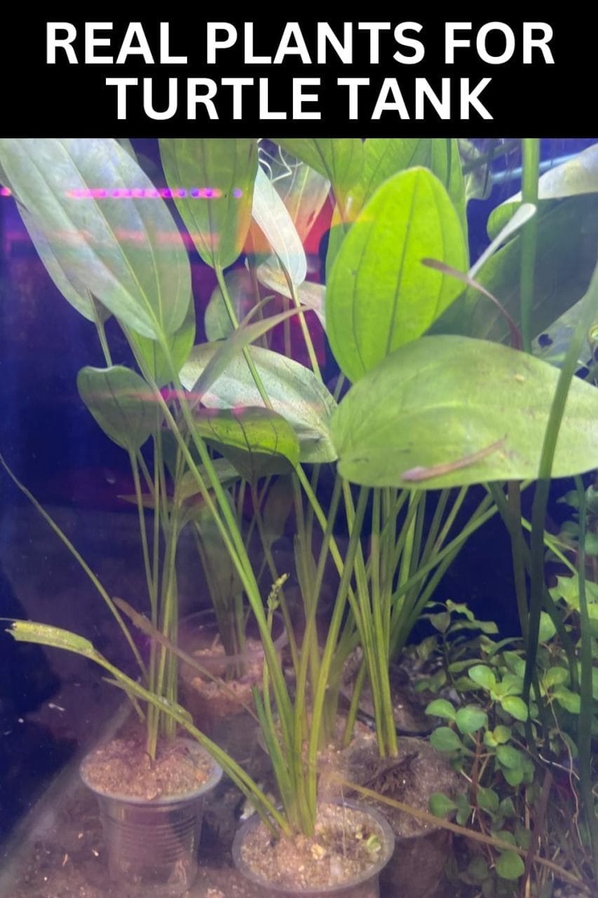 How To Set Up A Red-Eared Slider Tank? [Start to Finish] – The Turtle Hub