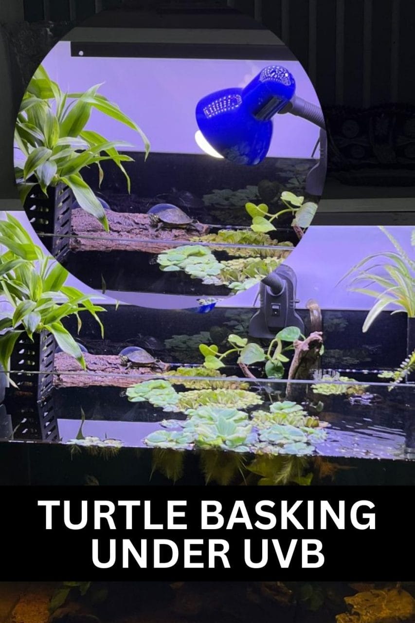 Turtle Basking Lights 101: The Simple Setup Every Beginner Needs – The ...