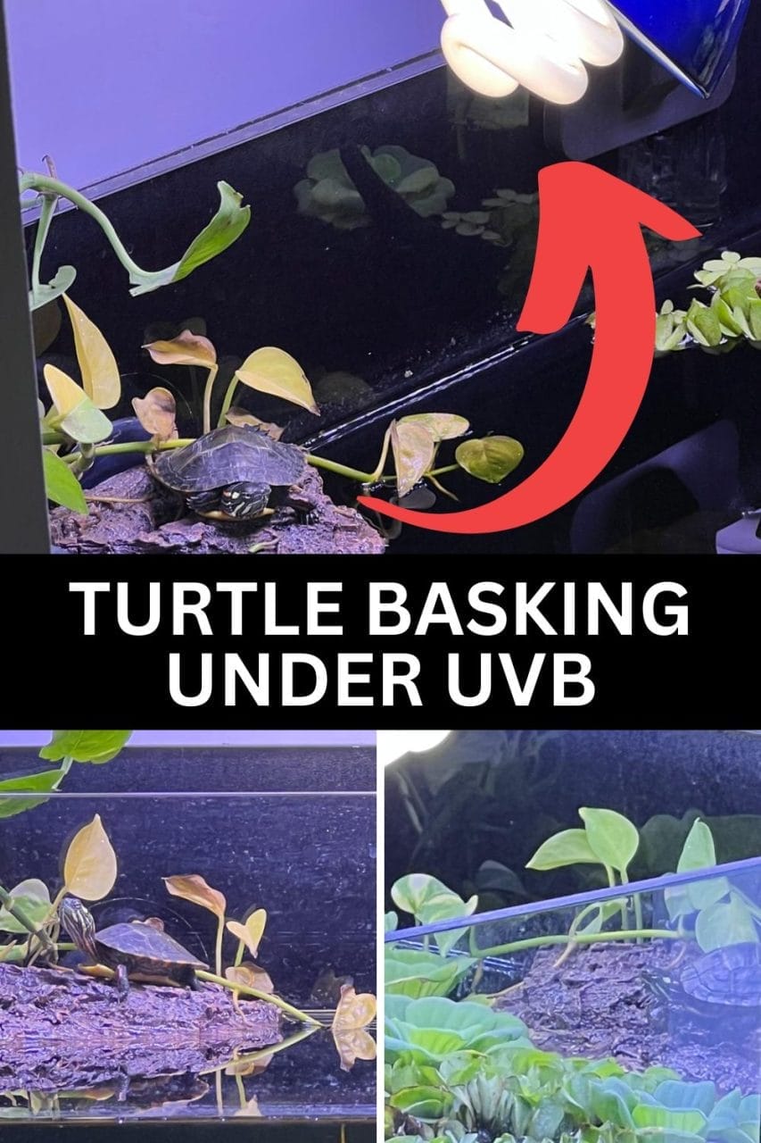 Turtle Basking: Everything You Need To Know – The Turtle Hub