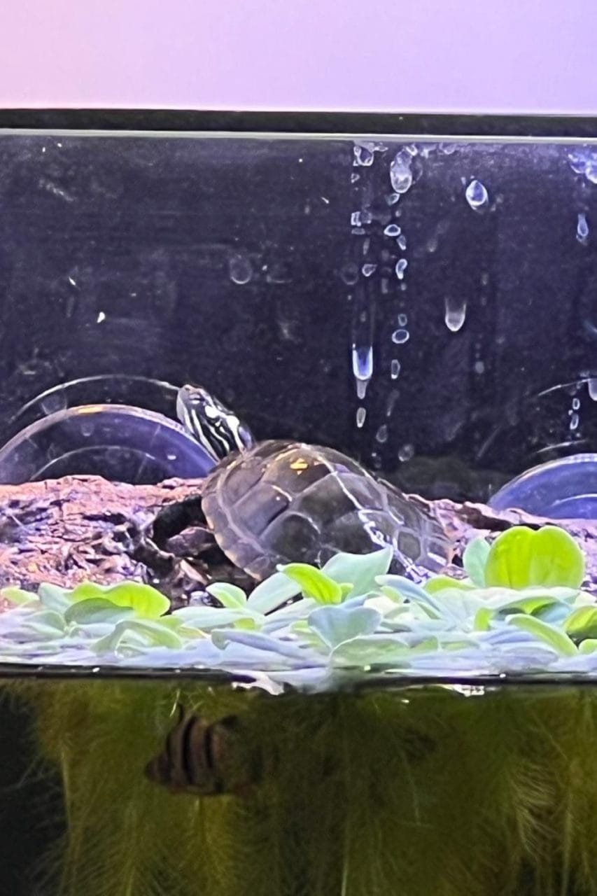 The Ultimate Painted Turtle Tank Setup – Do This First! – The Turtle Hub