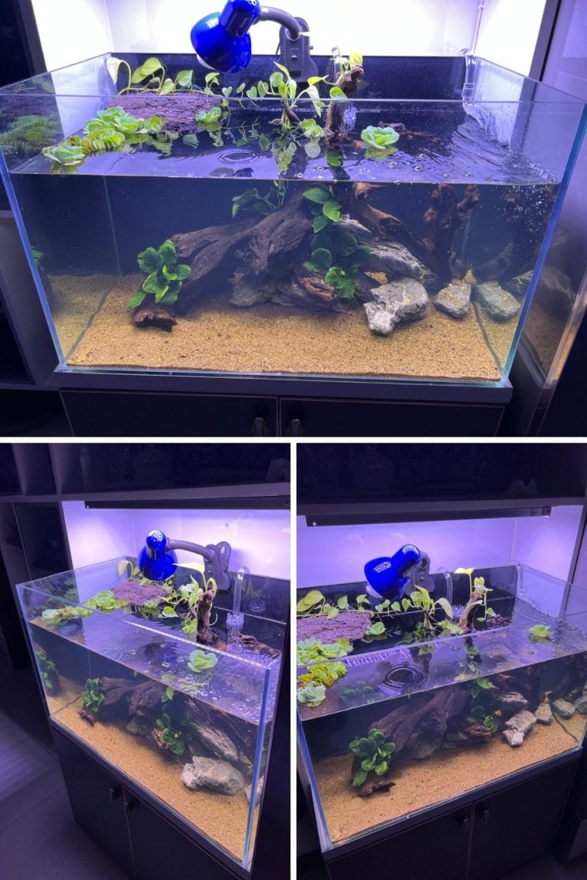 The Ultimate Painted Turtle Tank Setup – Do This First! – The Turtle Hub