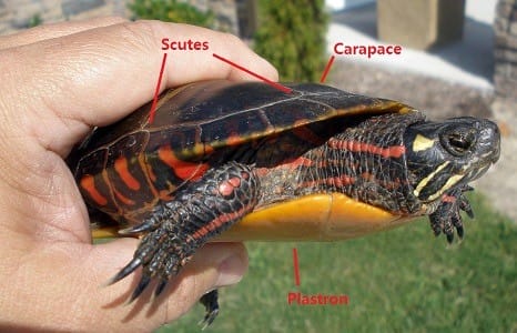 Red Eared Slider Shell Problems & How to Treat Them – The Turtle Hub