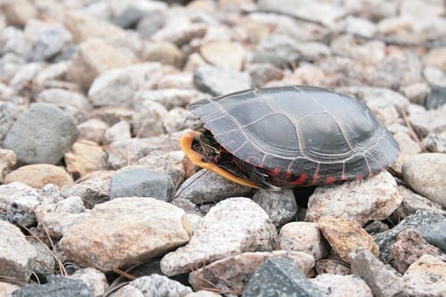 Types Of Painted Turtles [Explained With Pictures] – The Turtle Hub