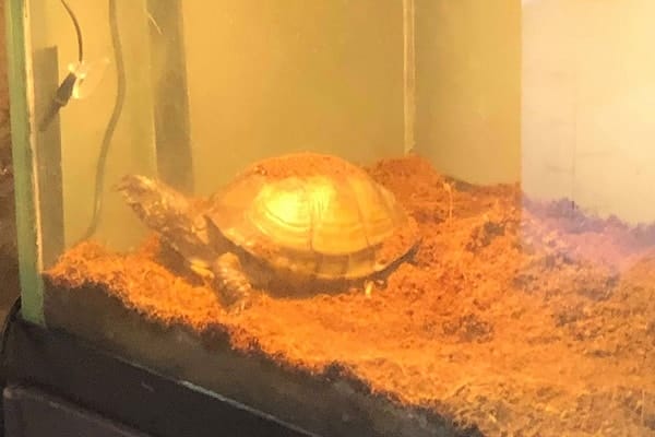 How To Take Care Of Box Turtles? [The Ultimate Guide] – The Turtle Hub