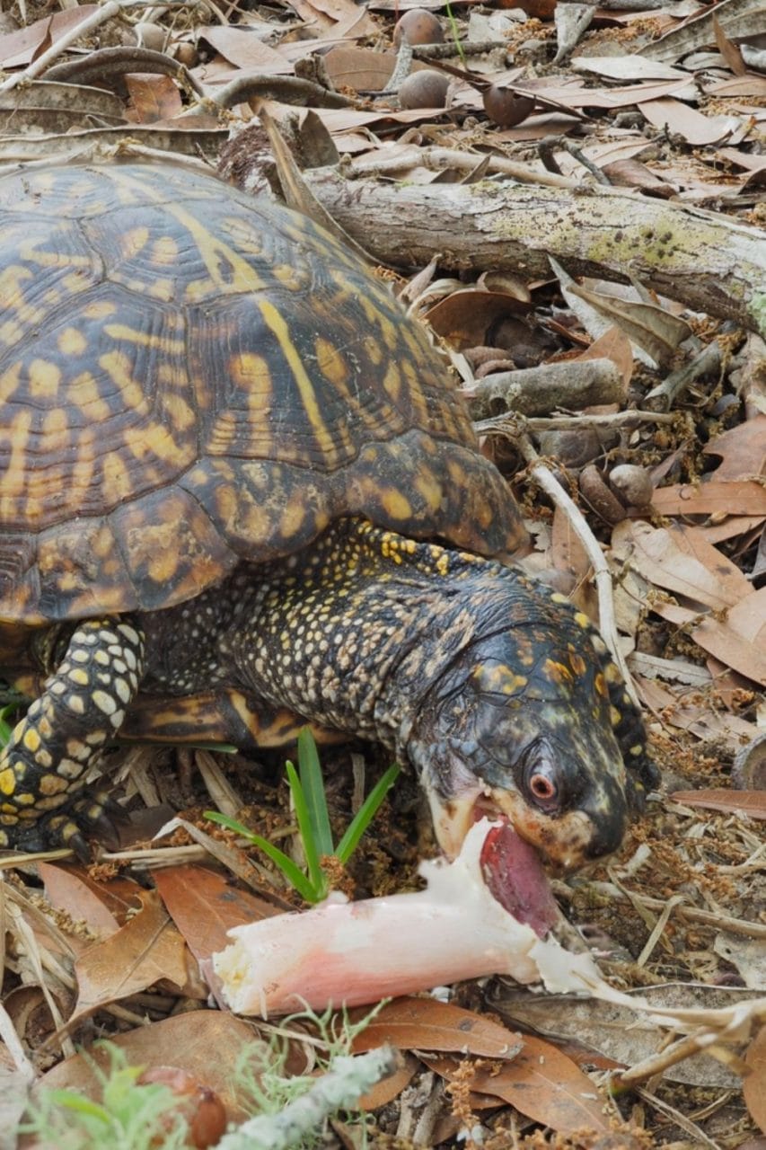 Box Turtle Food, Diet & Feeding Guide [DOs and DONTs] – The Turtle Hub