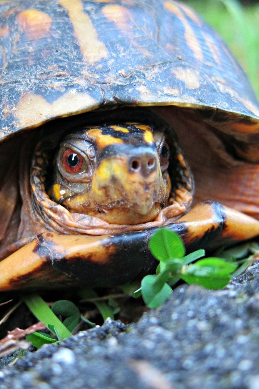 Box Turtle Food, Diet & Feeding Guide [DOs and DONTs] – The Turtle Hub