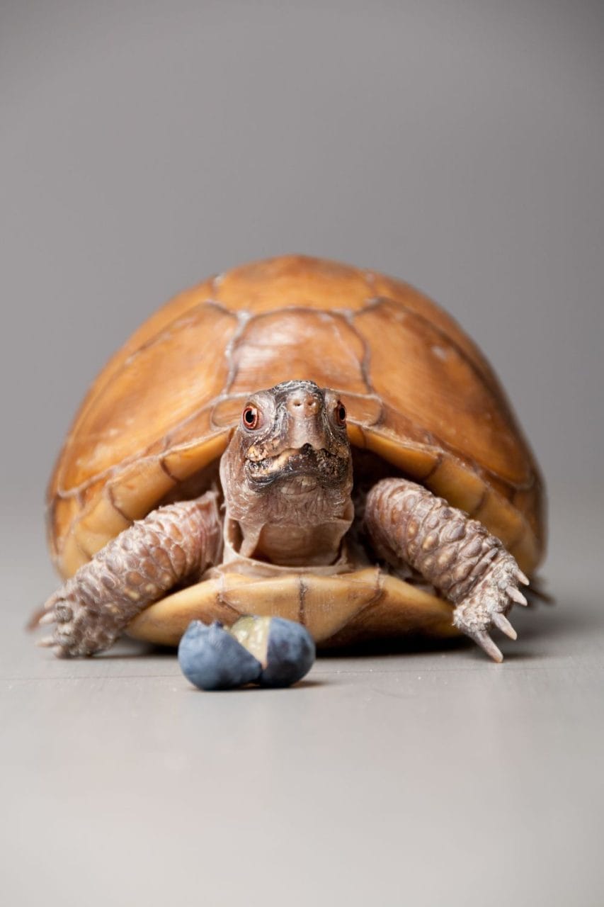 Box Turtle Food, Diet & Feeding Guide [DOs and DONTs] – The Turtle Hub