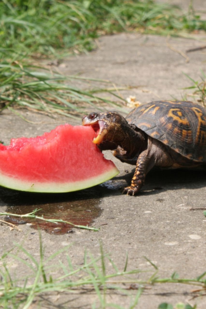 Box Turtle Food, Diet & Feeding Guide [DOs and DONTs] – The Turtle Hub