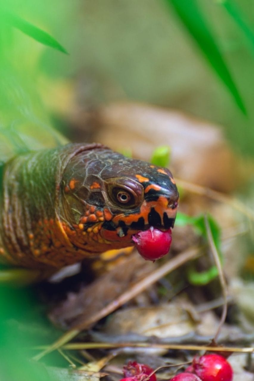 Box Turtle Food, Diet & Feeding Guide [DOs and DONTs] – The Turtle Hub