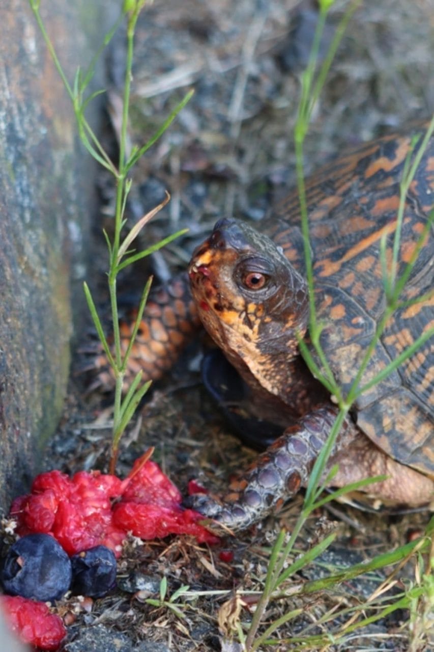 Box Turtle Food, Diet & Feeding Guide [DOs and DONTs] – The Turtle Hub