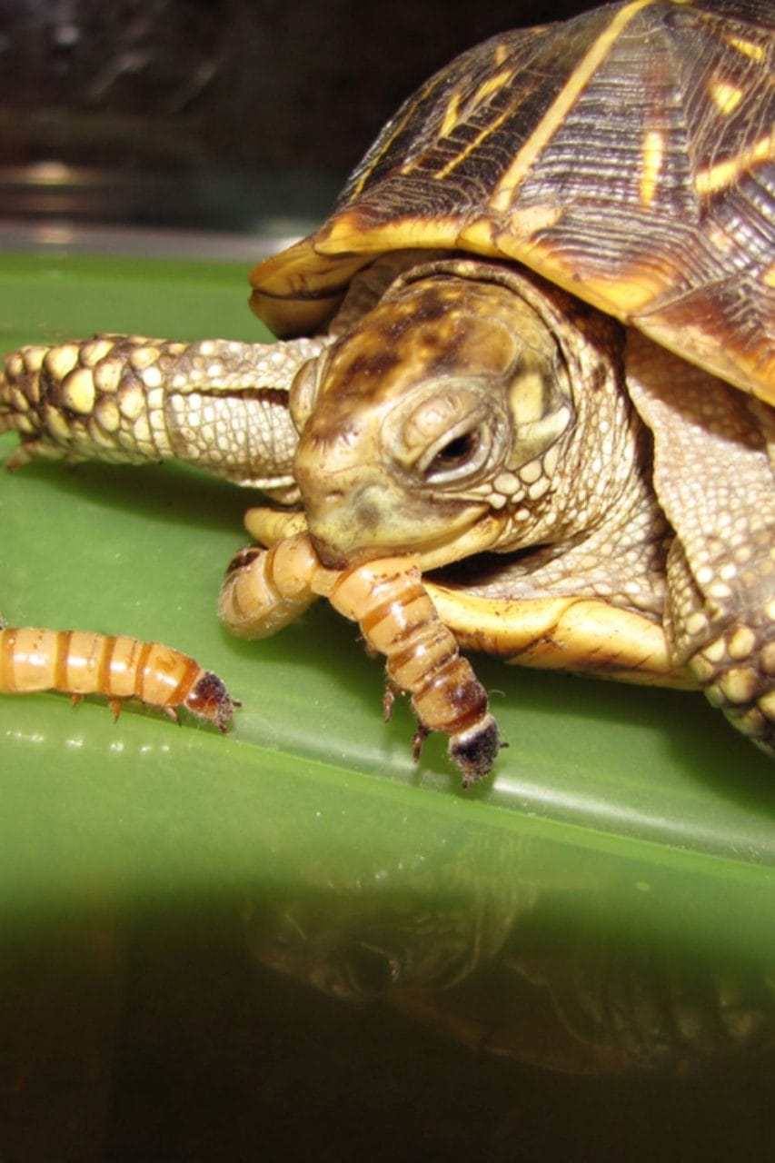 Box Turtle Food, Diet & Feeding Guide [DOs and DONTs] – The Turtle Hub