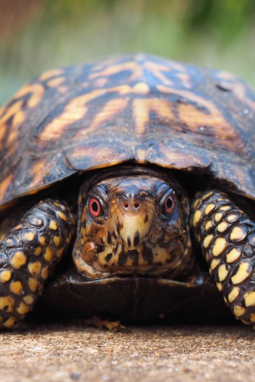 Box Turtle Food, Diet & Feeding Guide [DOs and DONTs] – The Turtle Hub