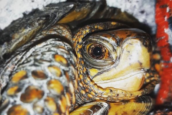 Box Turtle Eye Problems That Can Ruin Their Vision (And How To Fix Them ...