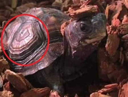 How to Determine Box Turtle Age? – The Turtle Hub