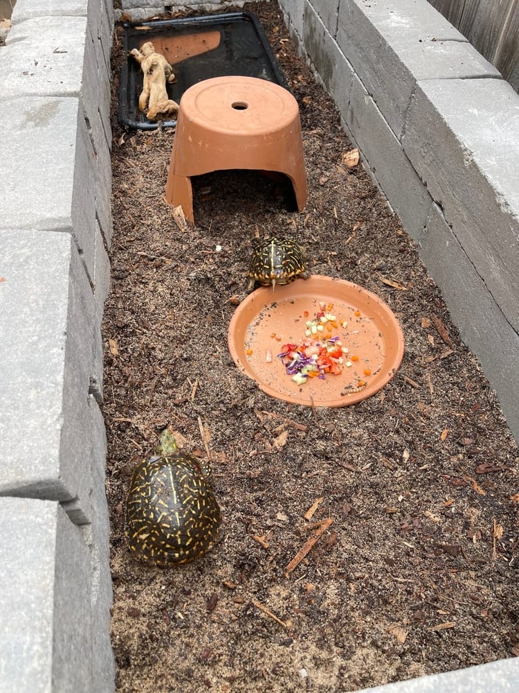 How to Build the Perfect Indoor Home for Your Box Turtle (Step-by-Step ...