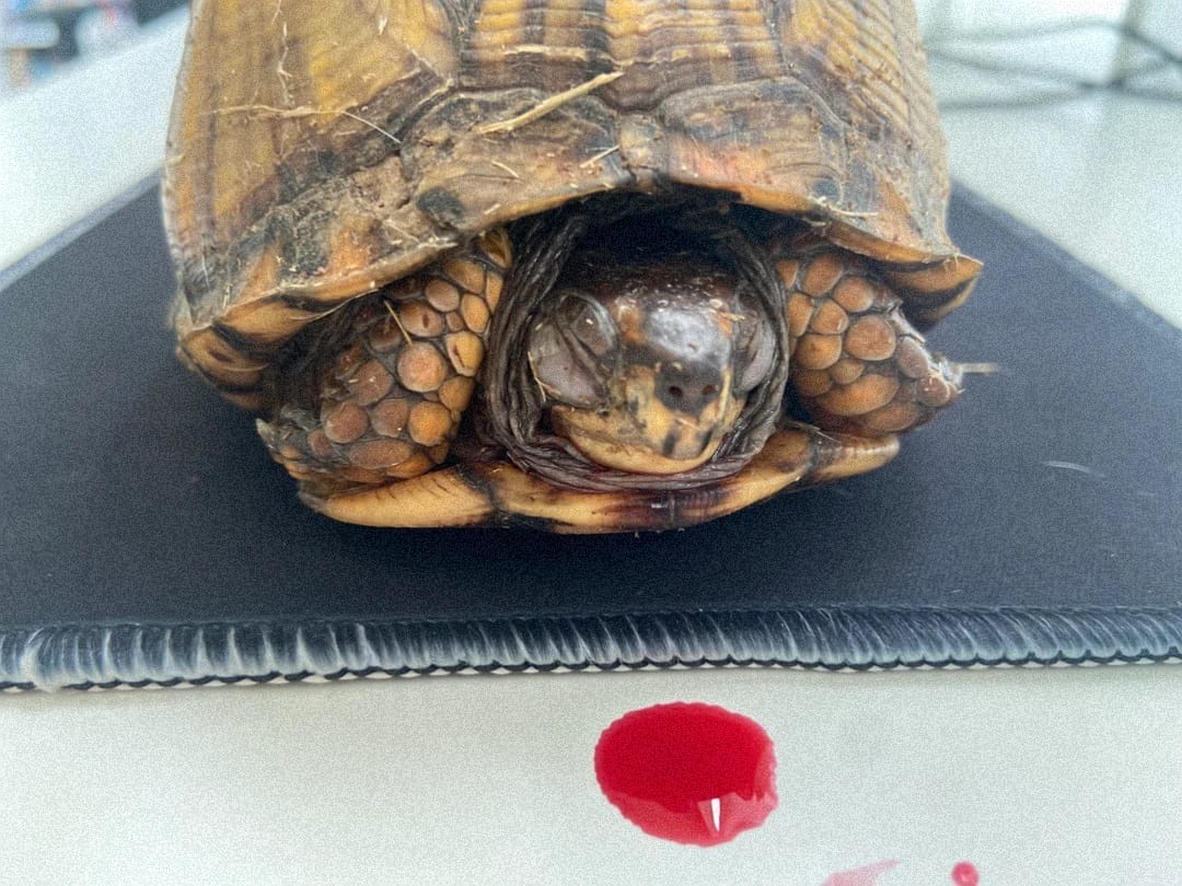 25+ Box Turtle Health Problems and How to Handle Them – The Turtle Hub