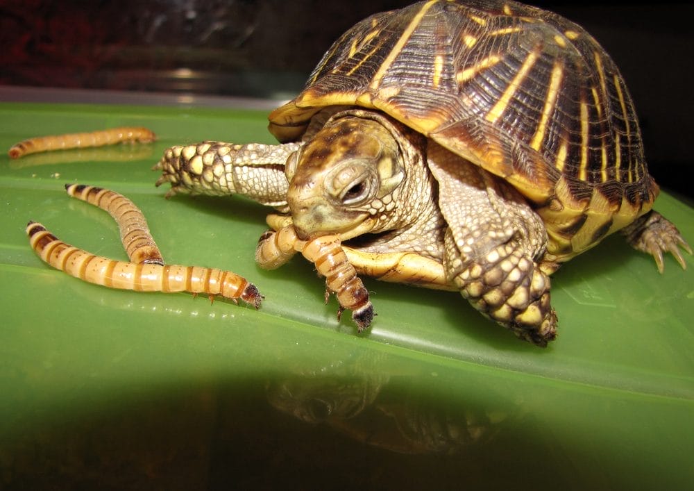 Box Turtle Food, Diet & Feeding Guide [DOs and DONTs] – The Turtle Hub