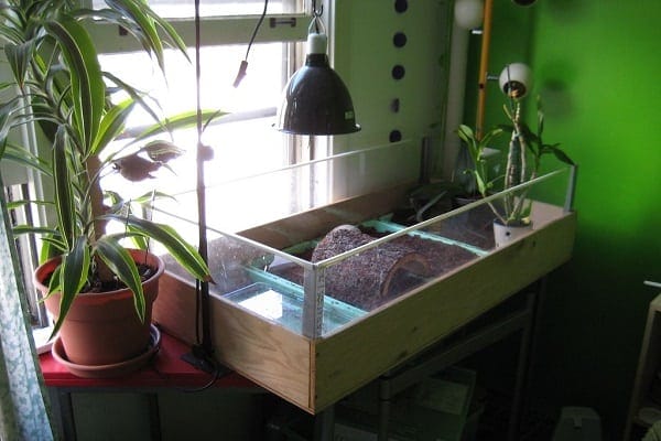 How to Build the Perfect Indoor Home for Your Box Turtle (Step-by-Step ...