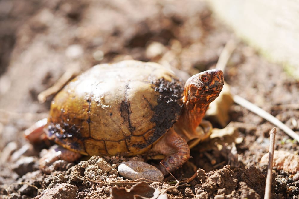 How to Build the Perfect Indoor Home for Your Box Turtle (Step-by-Step ...