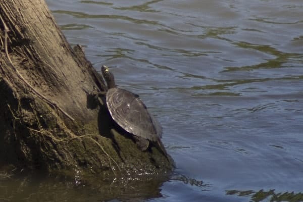 13 Map Turtle Species You Can Keep As Pets – The Turtle Hub