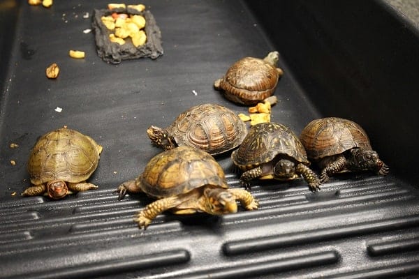 How To Breed Box Turtles In Captivity? – The Turtle Hub