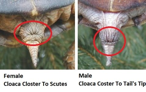 How To Tell The Gender Of A Box Turtle? – The Turtle Hub