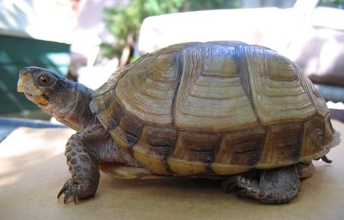 These Are the Best Beginner Box Turtle Species – The Turtle Hub