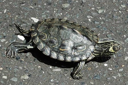 13 Map Turtle Species You Can Keep As Pets – The Turtle Hub