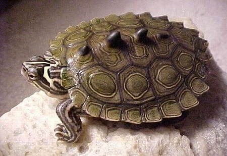 15 Interesting Map Turtle Facts for Owners – The Turtle Hub