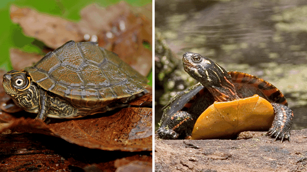 Map Turtle vs. Painted Turtle: Which One Is Better As Pet? – The Turtle Hub