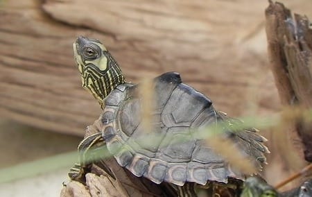 13 Map Turtle Species You Can Keep As Pets – The Turtle Hub
