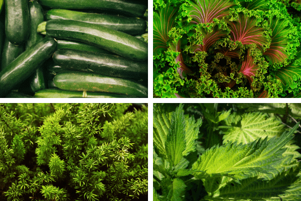 Plant-Based Items To Feed A Map Turtle – The Turtle Hub