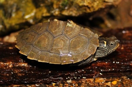 13 Map Turtle Species You Can Keep As Pets – The Turtle Hub