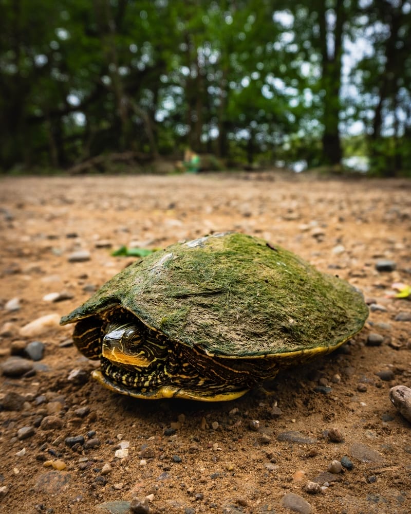 DIY Map Turtle Tank Setup Guide: Build the Ideal Home for Your Map ...