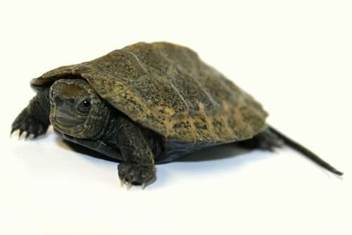 Mauremys japonica (Japanese Pond Turtle) – The Turtle Hub